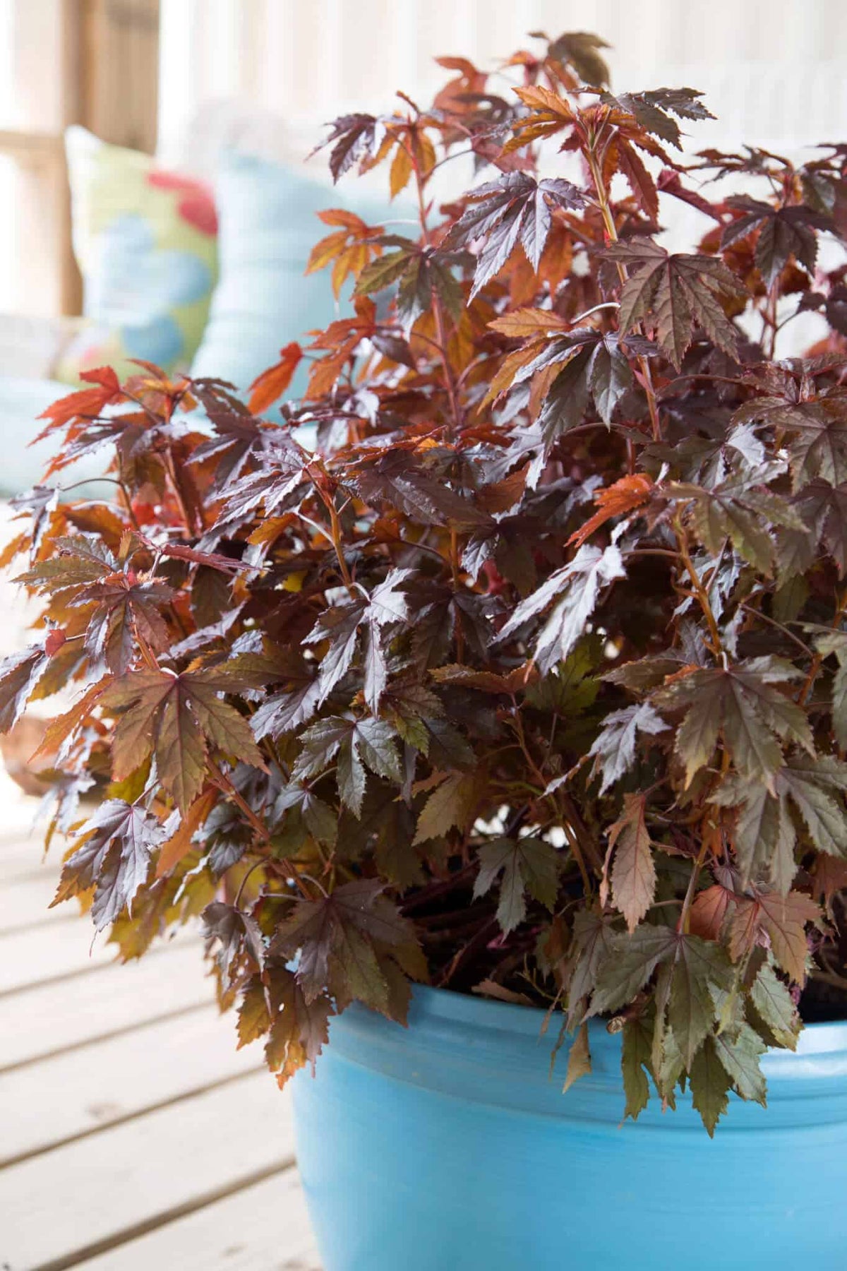 Multi Color Braided Hibiscus Tree – Plants by Mail