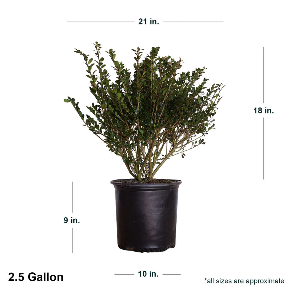 Compact Japanese Holly (Compacta) | Shop Now – Plants by Mail