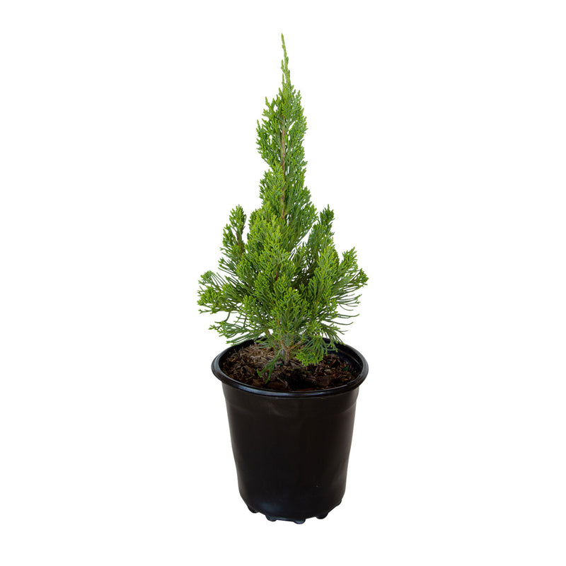 Juniper Trees for Sale | Upright Junipers – Plants by Mail