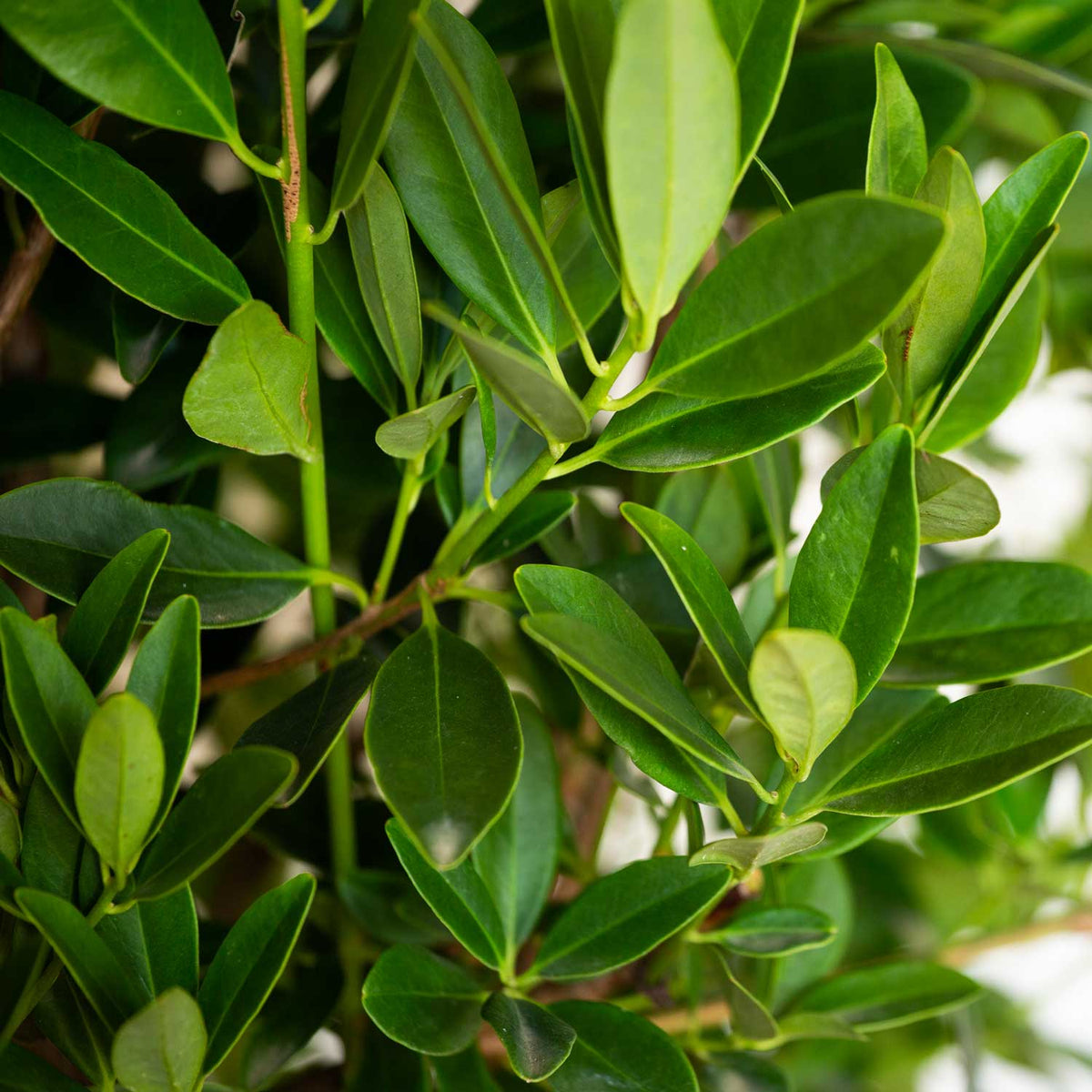 Illicium Anise Tree for Sale | Shop Now – Plants by Mail