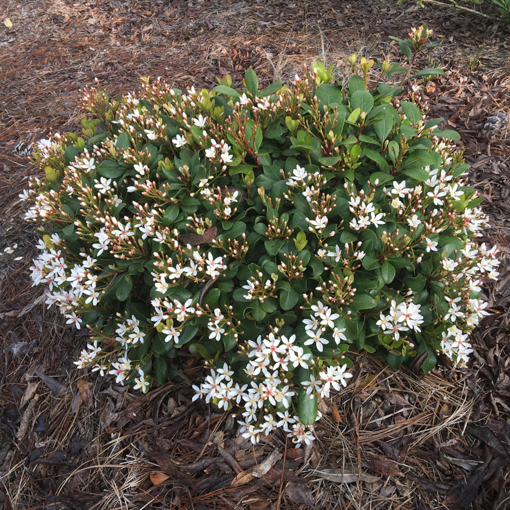 Clean Sweep Snowbank Indian Hawthorne – Plants by Mail