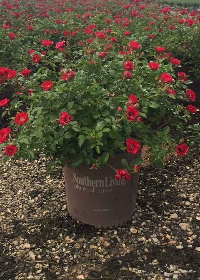 It's A Breeze Red Groundcover Rose | Shop – Plants by Mail