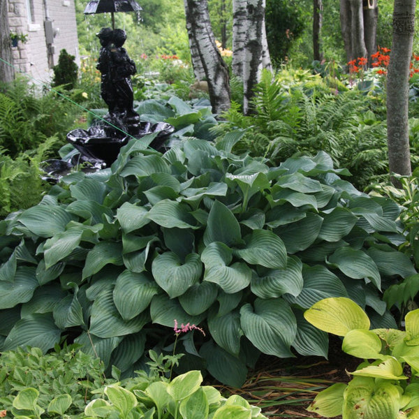 SunHosta Hosta - Variegated, Sun Hardy Hosta – Plants by Mail