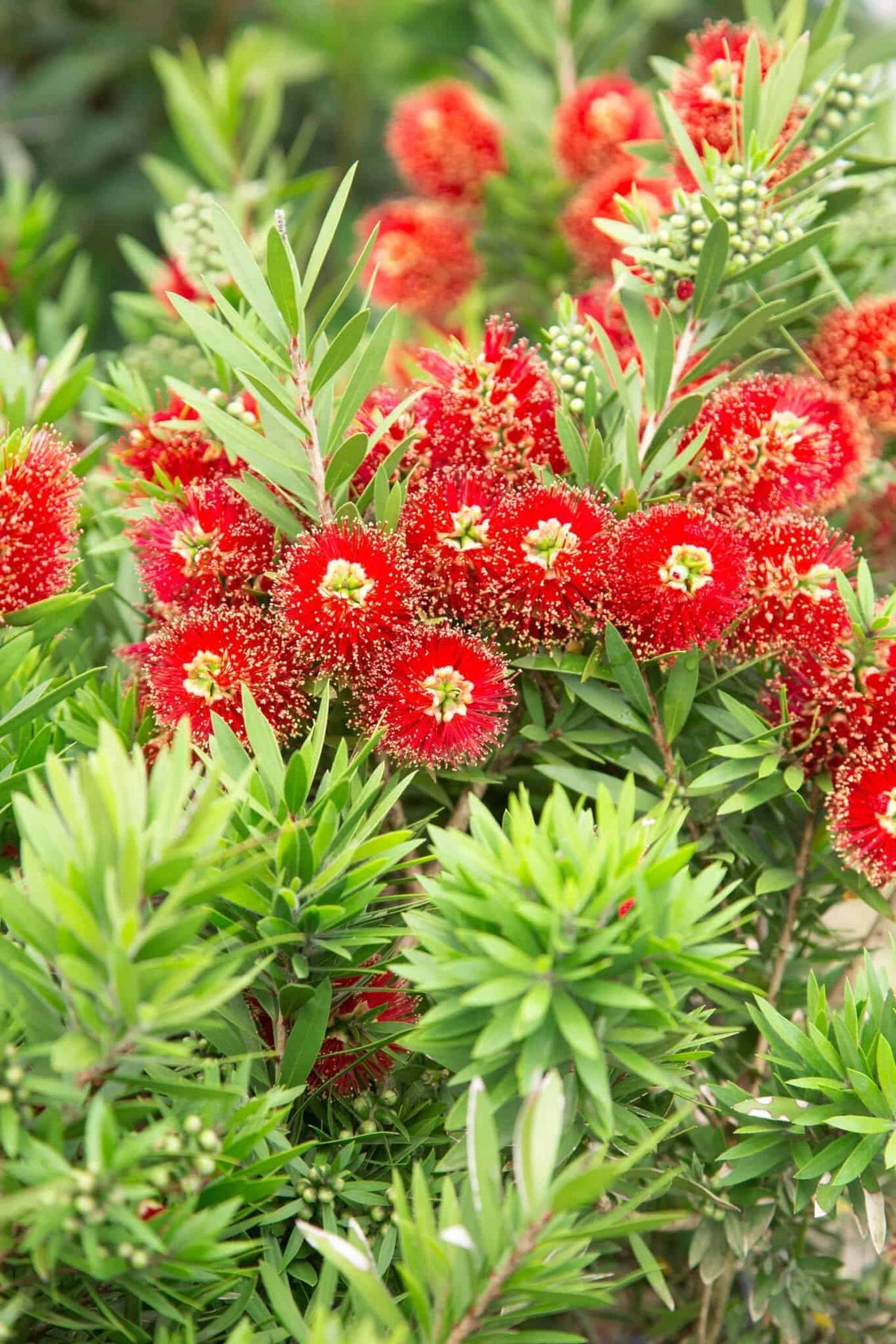 Bottlebrush Trees for Sale | Shop Now – Plants by Mail
