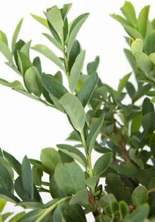 Order Plants Online For Your Garden & Landscape – Plants by Mail