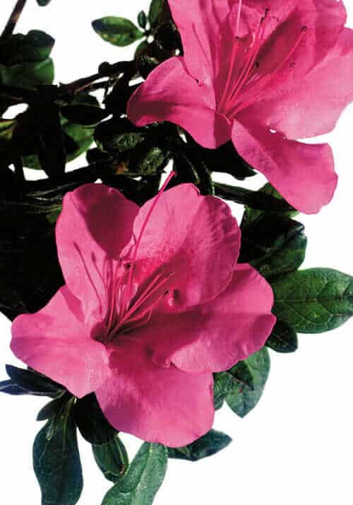Autumn Carnival Encore Azalea | Shop Online PlantsbyMail.com – Plants ...