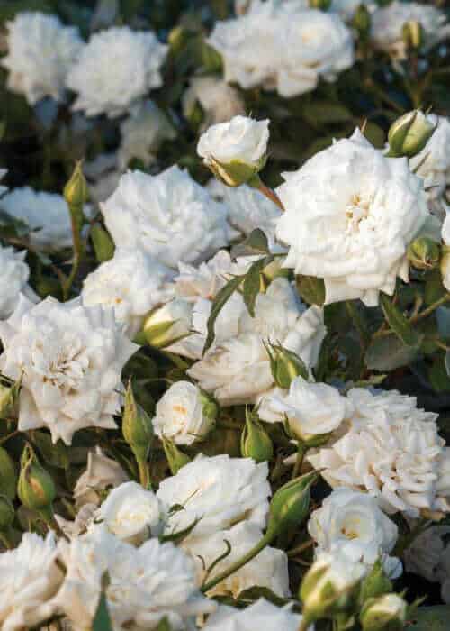 White Drift Rose | Shop Online – Plants by Mail