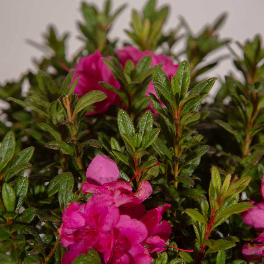 Autumn Jewel Encore Azalea | Shop Online – Plants by Mail