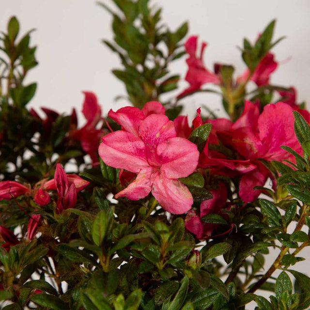 Autumn Jewel Encore Azalea | Shop Online PlantsbyMail.com – Plants by Mail