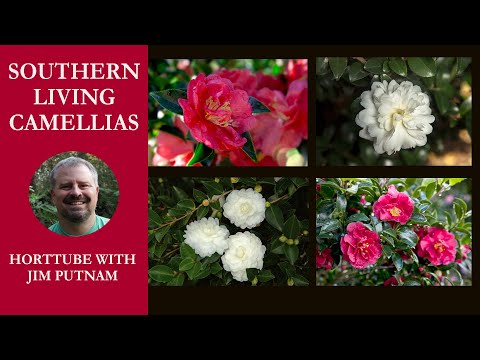 October Magic Dawn Camellia | Shop – Plants by Mail