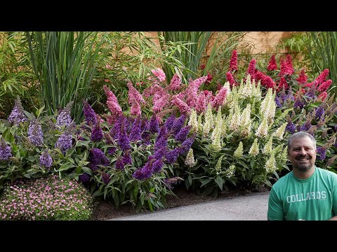 Li'l Raspberry Butterfly Bush | Magenta Flowering Butterfly Bush ...