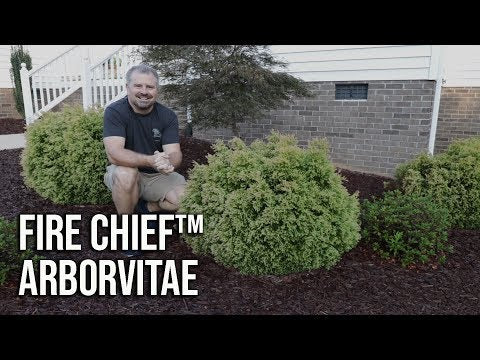 Fire Chief Arborvitae (Thuja) | Conifers Online – Plants by Mail