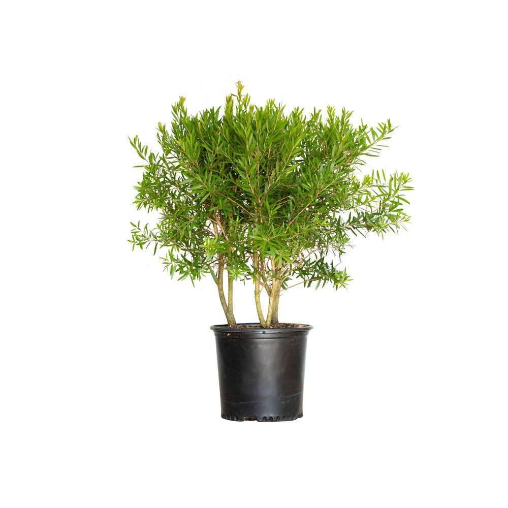 Red Cluster Bottlebrush | Shop Online – Plants by Mail