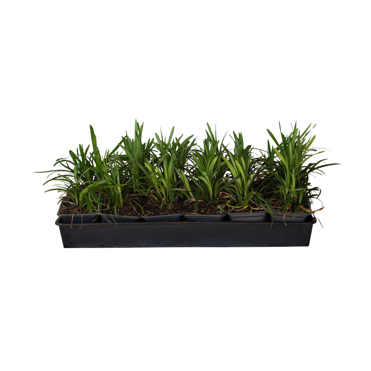 Samantha Liriope Groundcover Grass | Shop – Plants by Mail