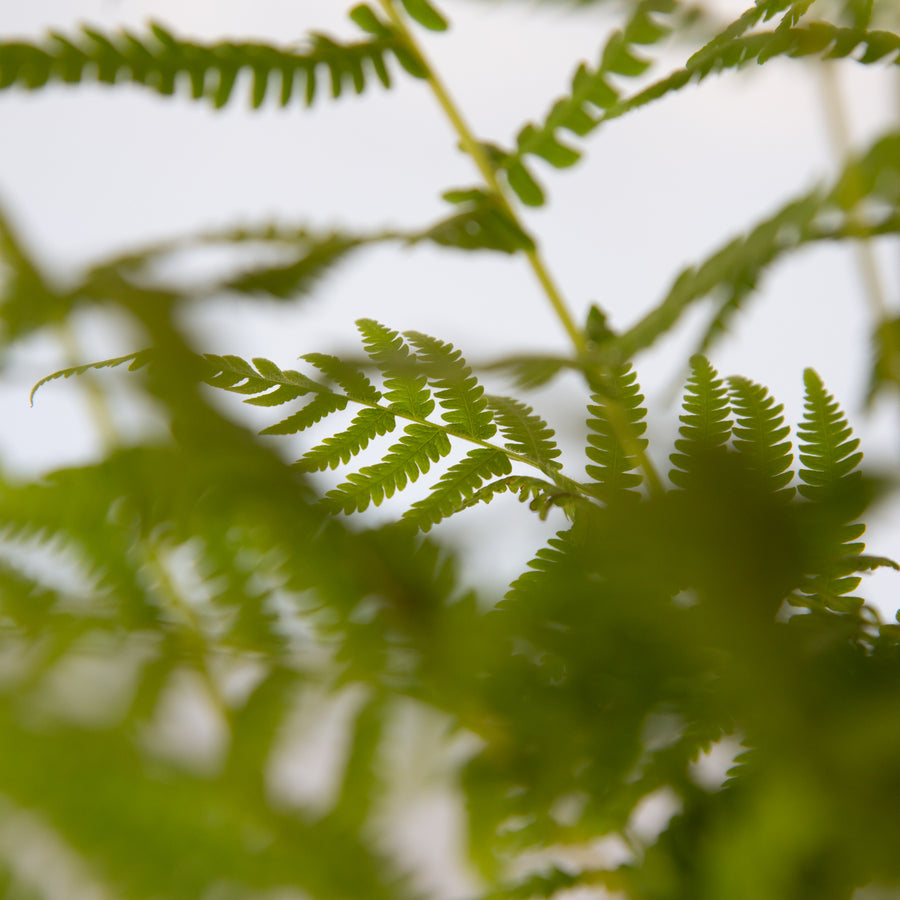 Southern Wood Fern | Shop Online – Plants by Mail