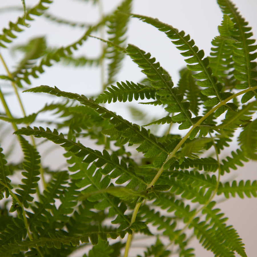 Southern Wood Fern | Shop Online – Plants by Mail