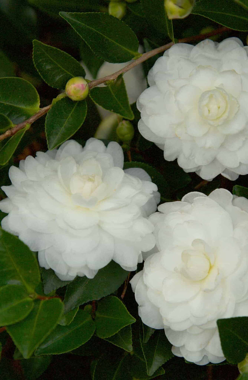 October Magic White Shi Shi Camellia | Shop PlantsbyMail.com – Plants ...