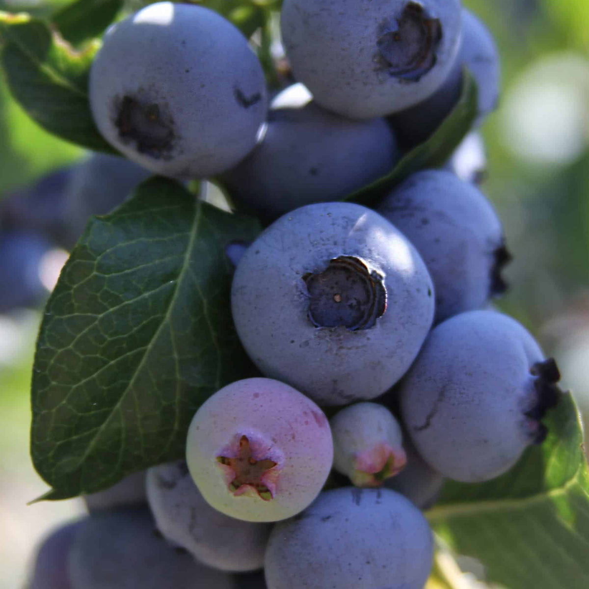 Woodard Rabbiteye Blueberry | Shop Online – Plants by Mail