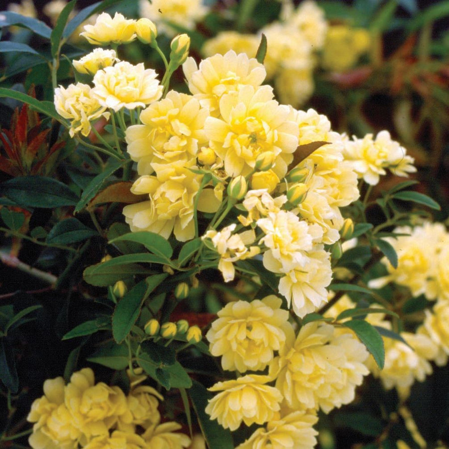 Yellow Lady Banks Rose | Shop Online – Plants by Mail
